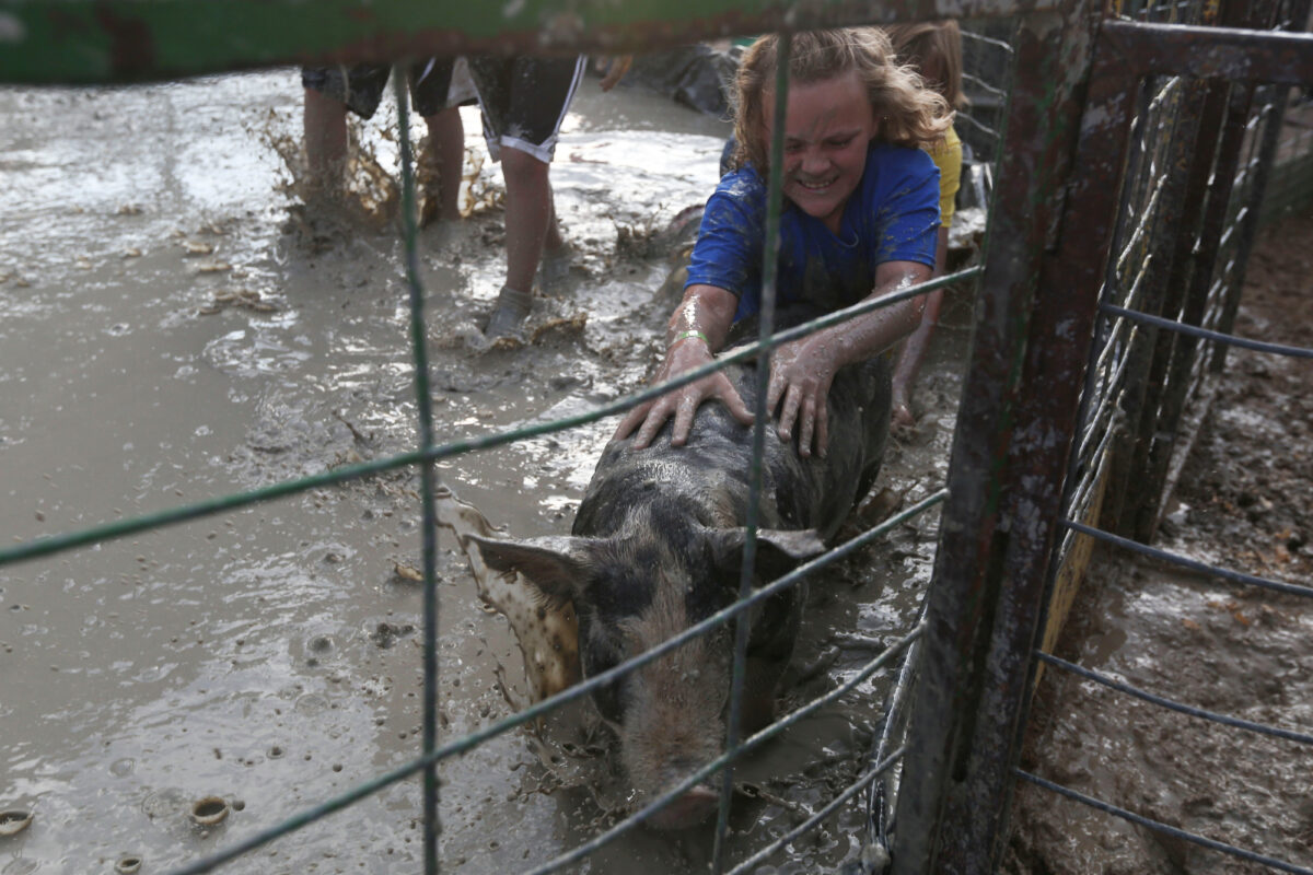 Competitors get muddy at annual pig wrestling competition | News ...
